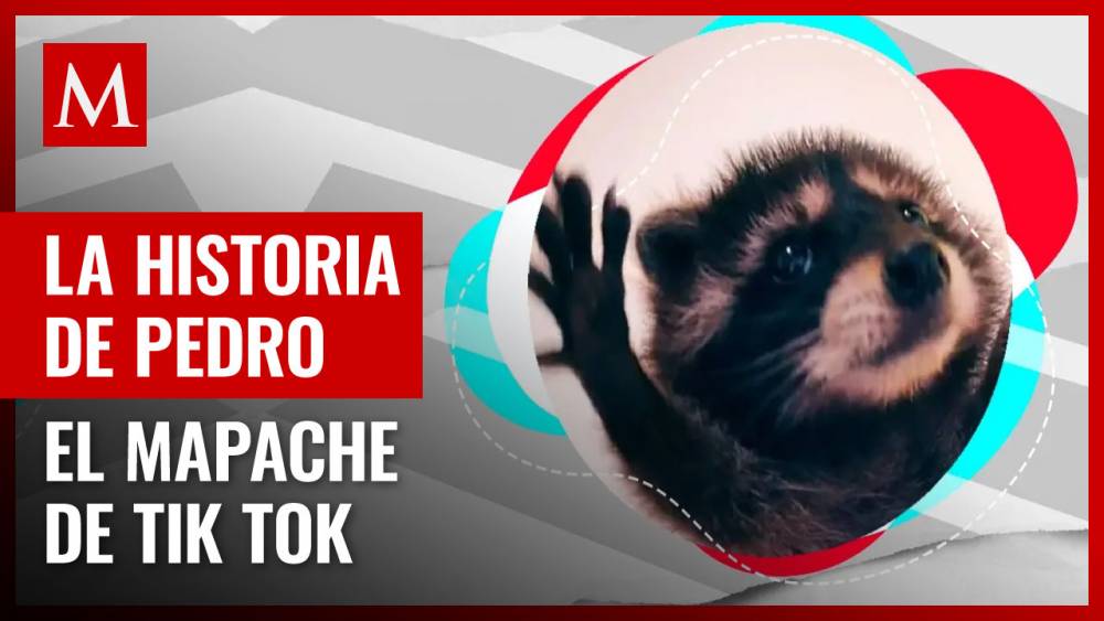 ¿De dónde surgió ‘Pedro, Pedro, Pedro’? El mapache que conquisto TikTok